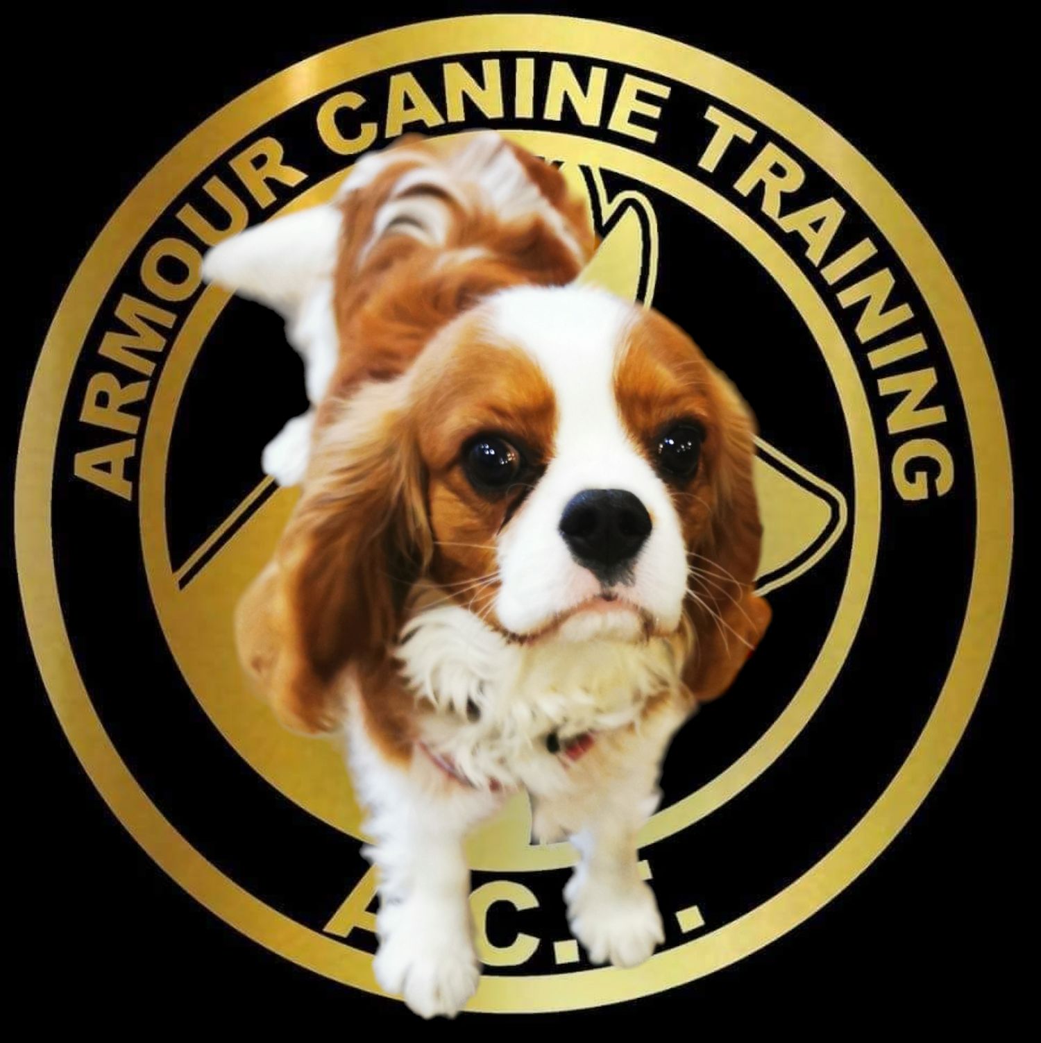 Media and Reviews – ARMOUR CANINE TRAINING