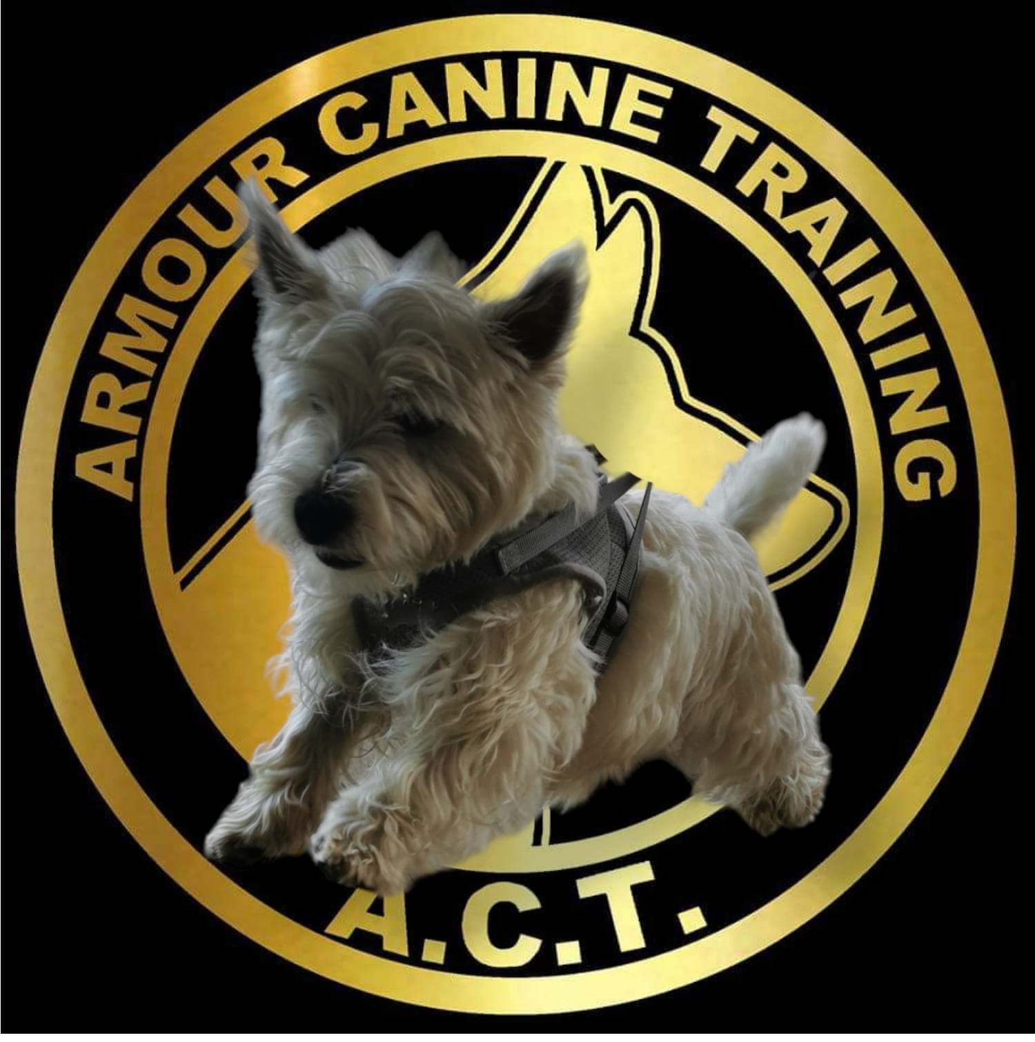 Media and Reviews – ARMOUR CANINE TRAINING