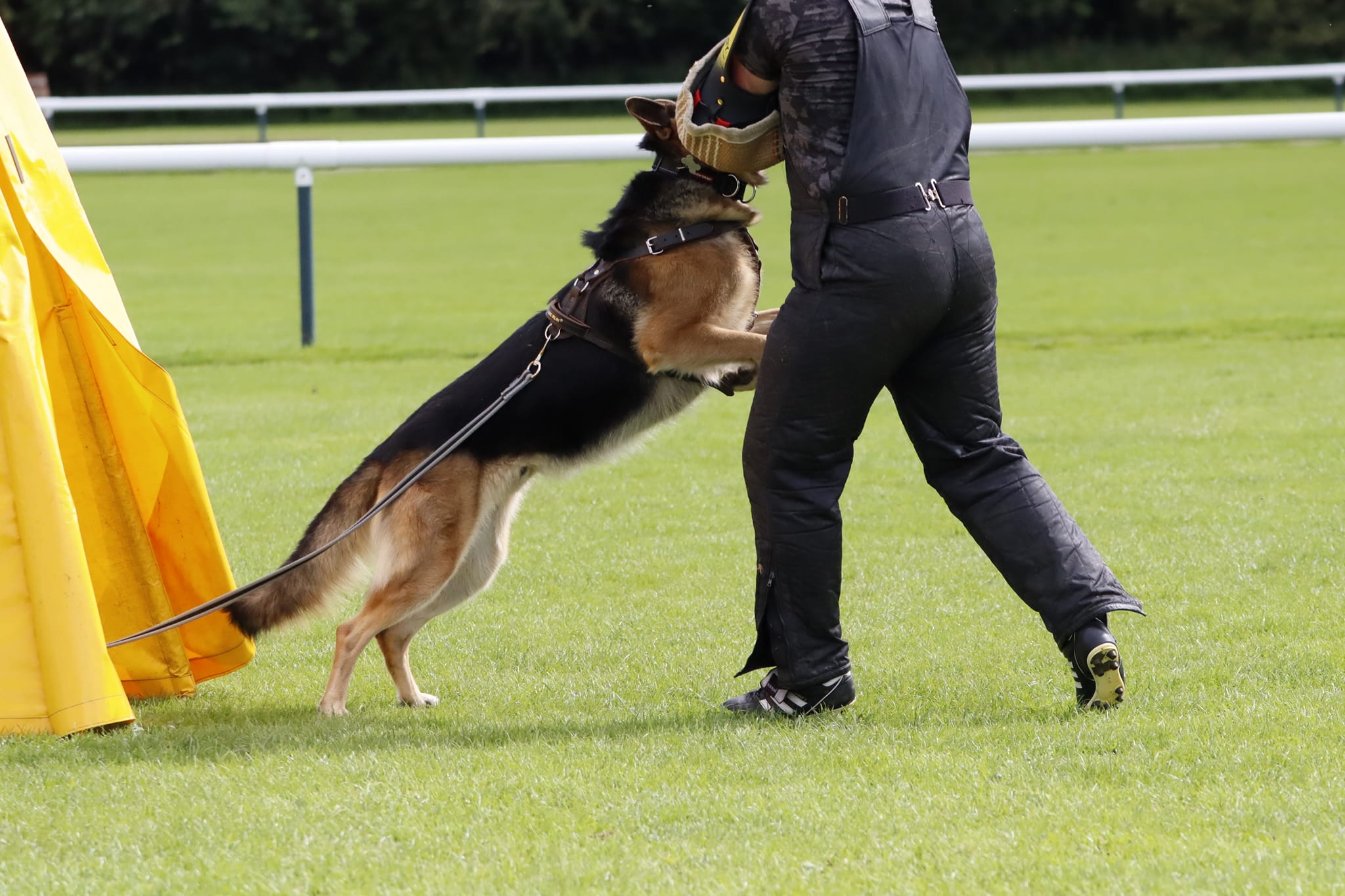 ARMOUR CANINE TRAINING