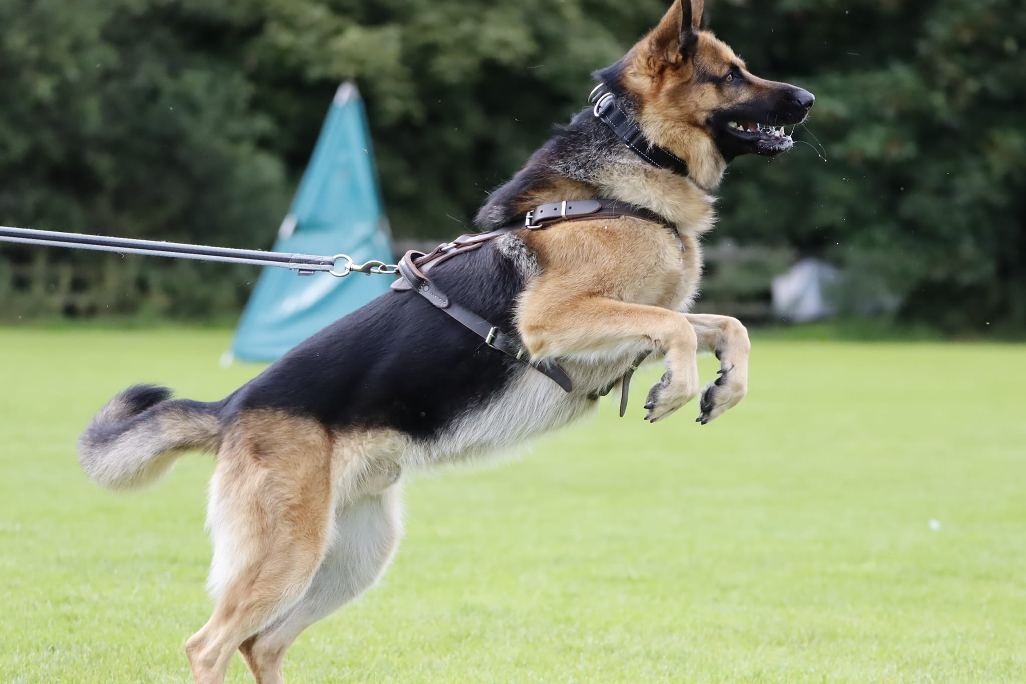 ARMOUR CANINE TRAINING